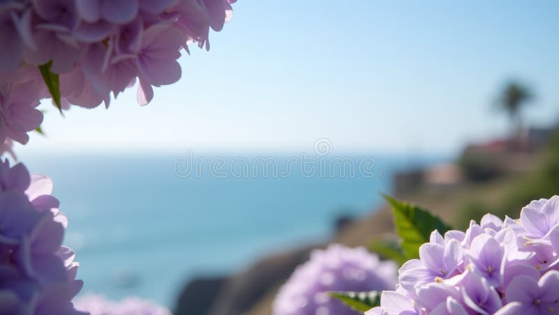 Lavender and White Hydrangea Blossoms with Ocean Breeze Backdrop Stock ...