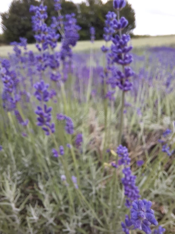 Lavender in the wind stock image. Image of wind, lavender - 227390825