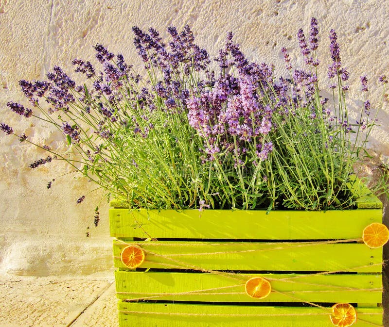 Lavender in a wooden box stock photo. Image of flowers - 107968244