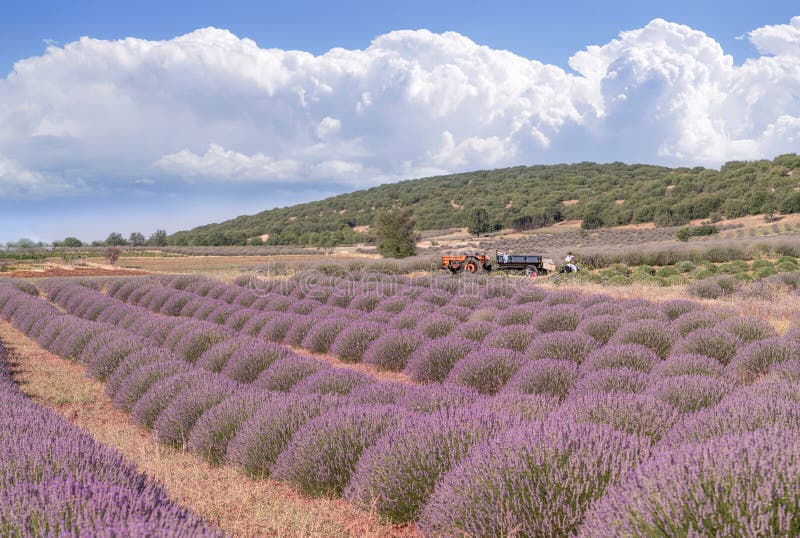 Lavender Workers with Tractor in a Lavender Field, Kuyucak, Isparta ...
