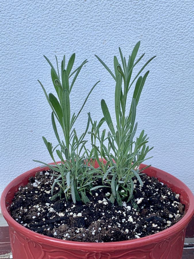 Lavender stock photo. Image of lavender, planter, plant - 223617776
