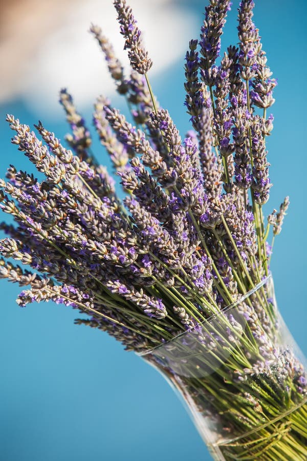 Lavenders stock image. Image of flora, lavandula, lilac - 26280889
