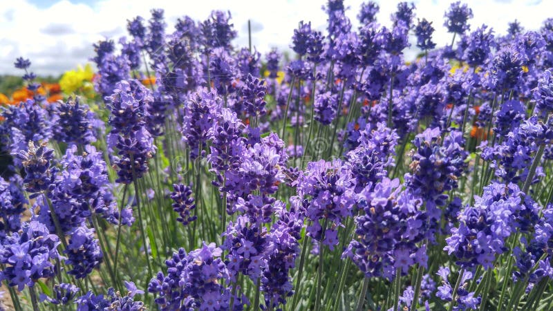 Lavenders stock image. Image of purple, flowers, bunch - 77147691