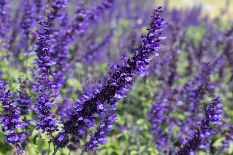 Lavender fields forever stock image. Image of close - 111458265