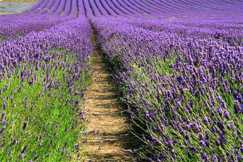 Lavinder field stock image. Image of bush, blue, dusk - 44951139