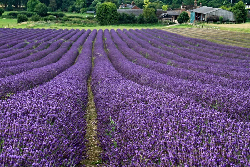 Lavinder field stock image. Image of beautiful, growth - 44951133