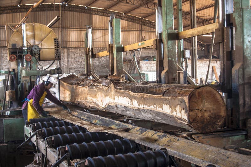 Lavoratori in una segheria immagine stock editoriale. Immagine di ...