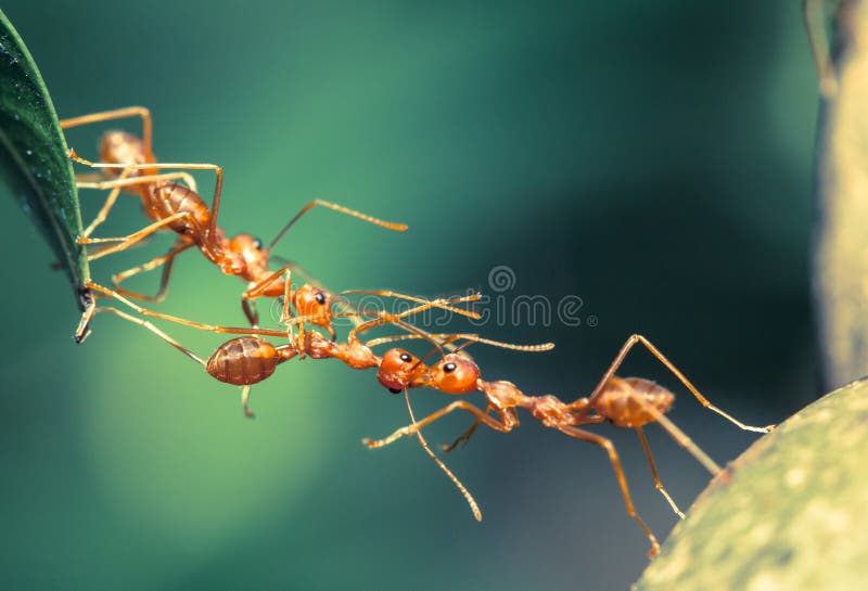 Lavoro Di Squadra Del Ponte Della Formica Immagine Stock - Immagine di ...