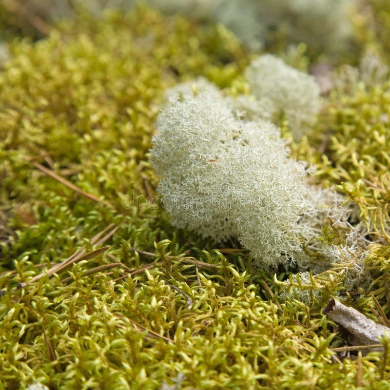 Renlav arkivfoto. Bild av bakgrund, kedja, öppet, alpin - 32966212