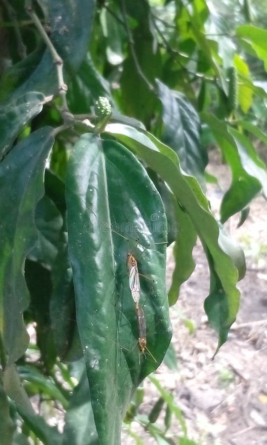 A law of life stock photo. Image of twobug, life, love - 89948050