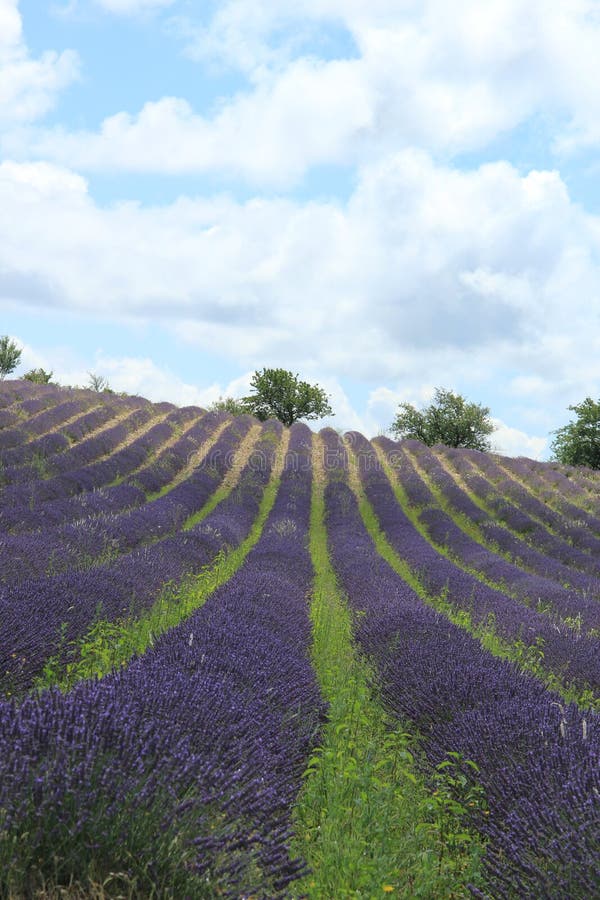 Lawend Pola Blisko Sault, Francja Zdjęcie Stock - Obraz złożonej z ...