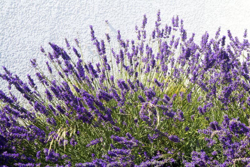Lawenda zdjęcie stock. Obraz złożonej z rolnictwo, niebo - 15625824