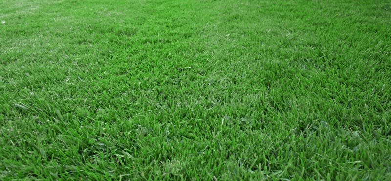Lawn stock photo. Image of blade, grow, lush, mown, blades - 9678076