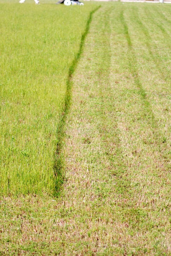 Lawn stock photo. Image of grass, trim, grassy, green - 14800586