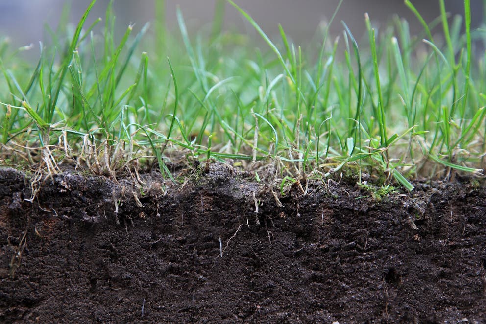 Lawn stock photo. Image of growth, meadow, soil, nature - 16822246