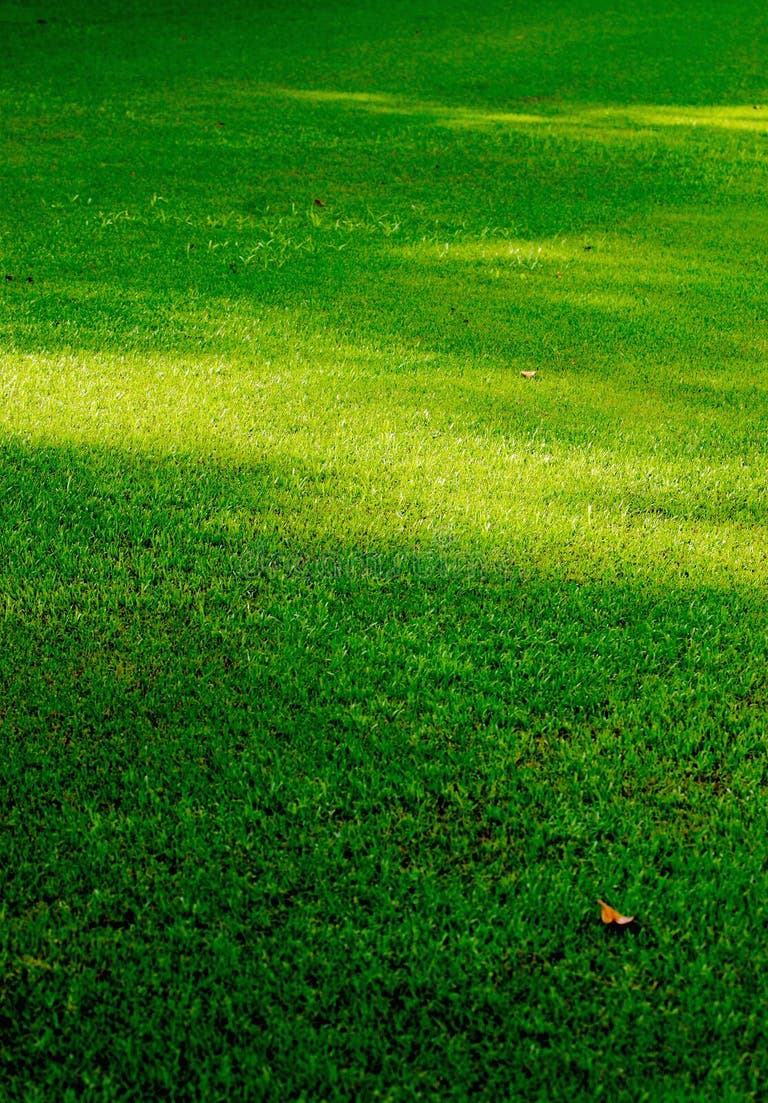 39,142 Lawn Backgrounds Stock Photos - Free & Royalty-Free Stock Photos ...
