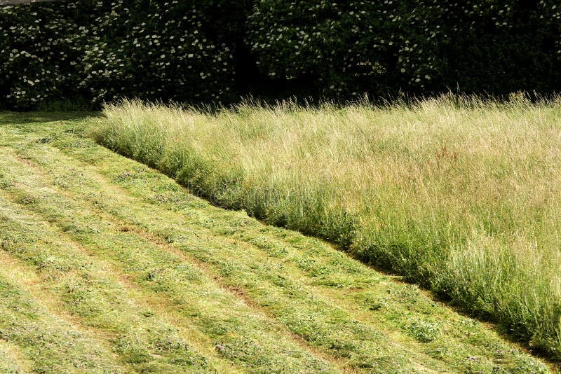 Lawn stock photo. Image of farming, processing, nature - 9509178
