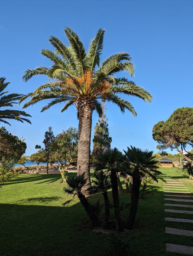 Lawn Area with Palm Trees Full of Dates and Sunny Day with Blue Sky ...