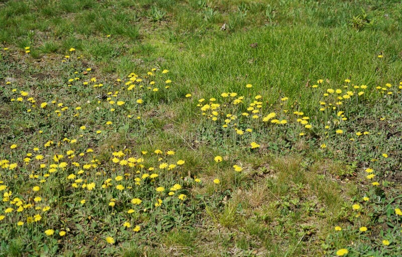 Lawn in Backyard in Bad Condition Need Weed Control Stock Photo - Image ...