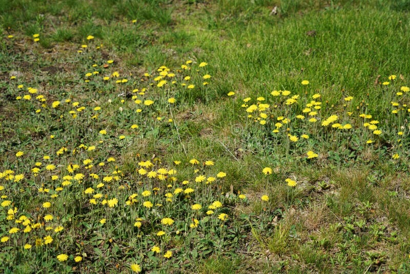 Lawn in Backyard in Bad Condition Need Weed Control Stock Photo - Image ...