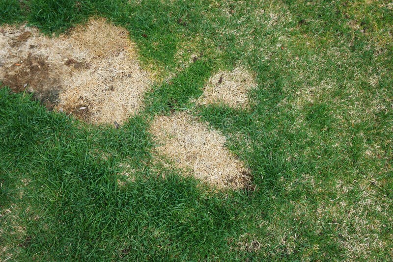Lawn in Bad Condition and Need Maintaining Stock Photo - Image of ...