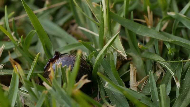Lawn Beetle Burrowing in Grass Stock Footage - Video of invertebrate ...