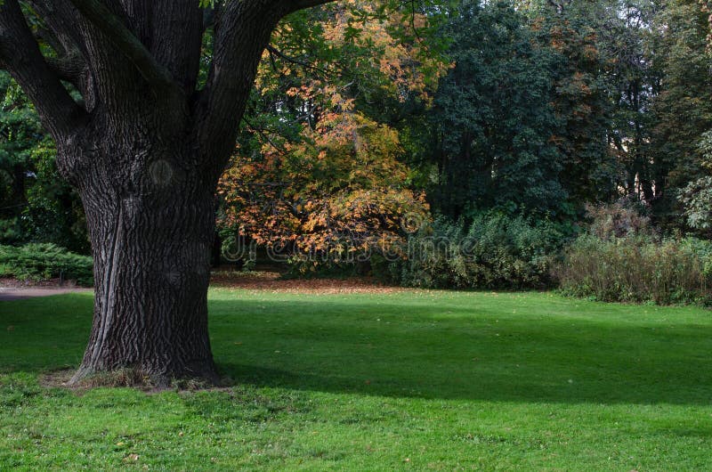 Lawn in a Botanical Garden with an Old Tree Stock Image - Image of ...