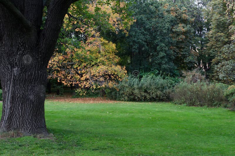 Lawn in a Botanical Garden with an Old Tree Stock Image - Image of leaf ...