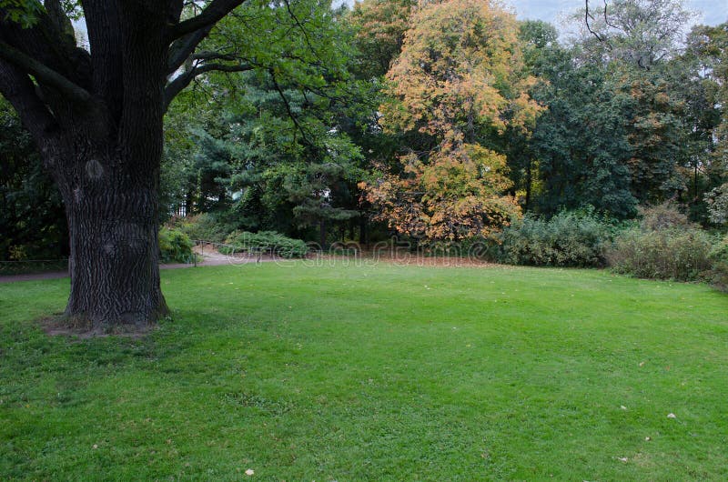 Lawn in a Botanical Garden with an Old Tree Stock Image - Image of ...