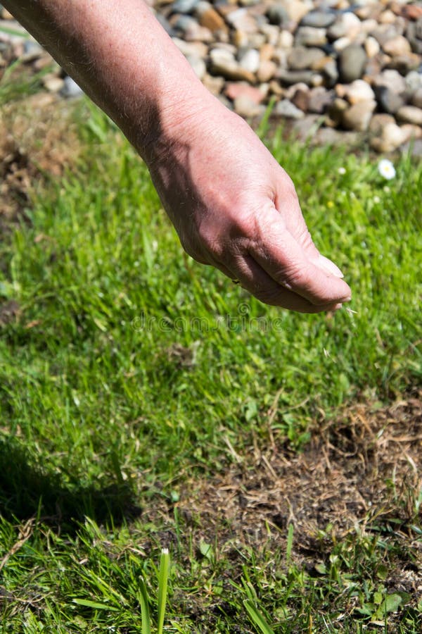 Manicured Lawn stock photo. Image of lawncare, overgrown - 24190870