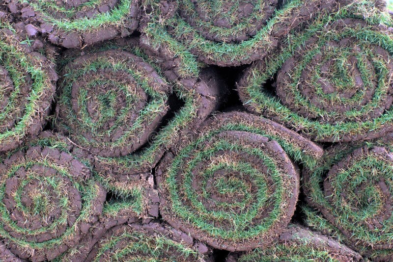 Lawn Carpet Scroll Rolls Stack. Stock Photo - Image of green, abstract ...