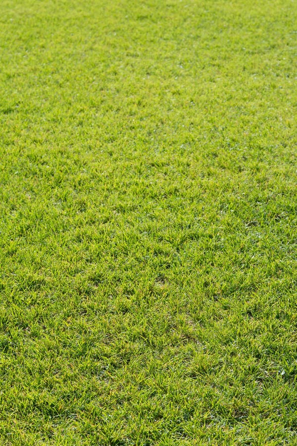 Lawn Texture stock image. Image of lush, freshness, backdrop - 55320715