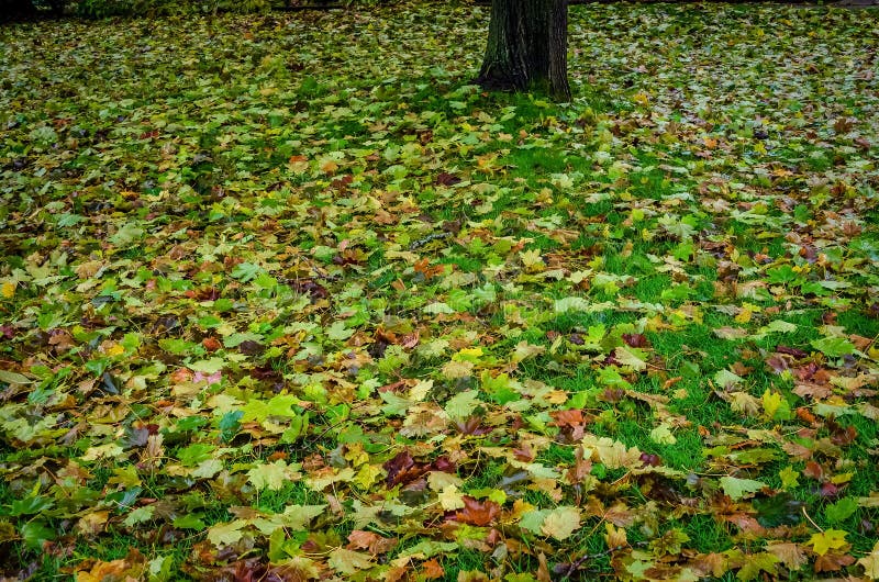 Lawn Covered with Fall Leaves, Showing a Single Tree Trunk Stock Photo ...