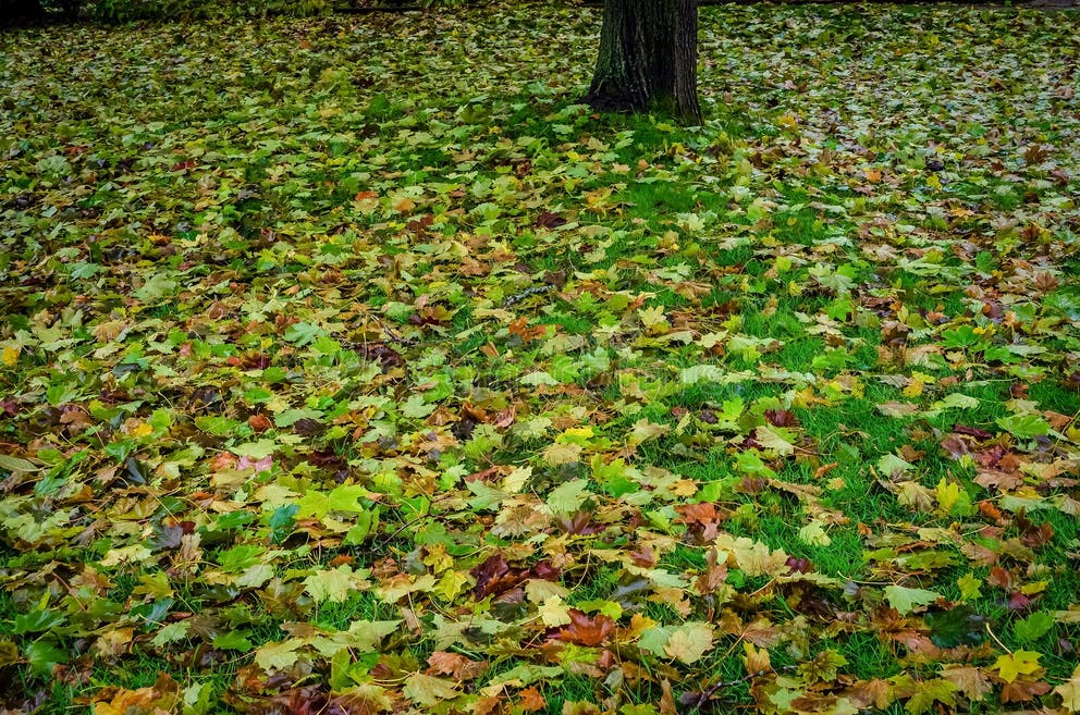 Lawn Covered with Fall Leaves, Showing a Single Tree Trunk Stock Photo ...