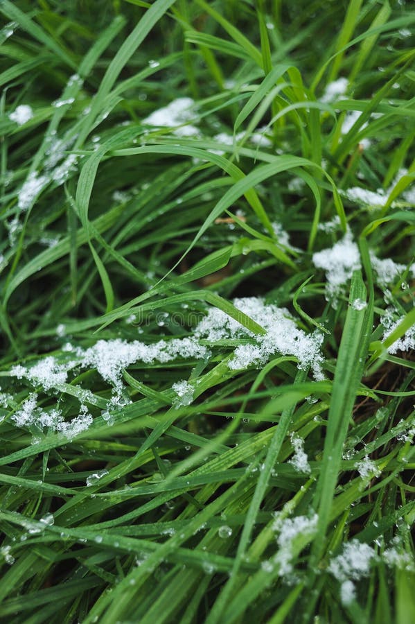 Lawn covered with snow. stock photo. Image of grass - 103233772