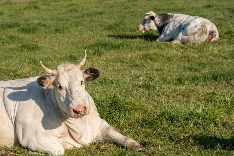 A lawn with cows stock image. Image of meadow, funny - 185110321