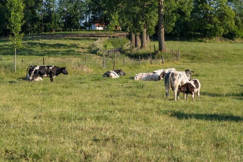 A lawn with cows stock photo. Image of nature, female - 185110358