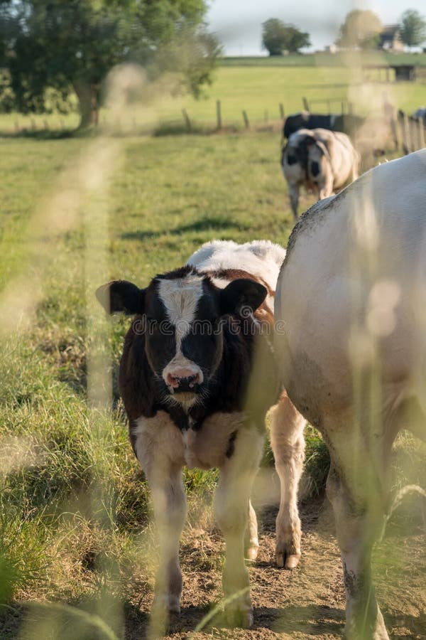 A lawn with cows stock image. Image of milk, mammal - 185110377