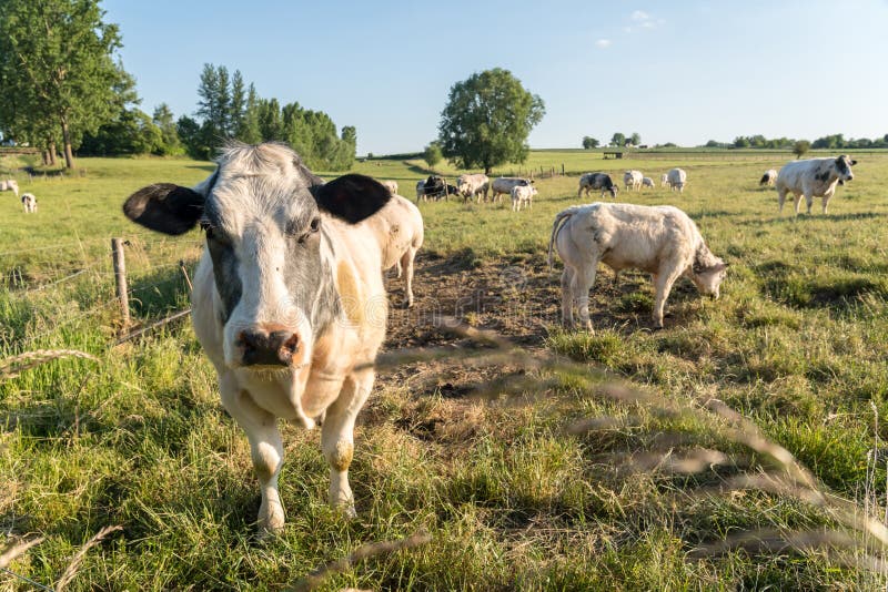 A lawn with cows stock photo. Image of species, farming - 185110436