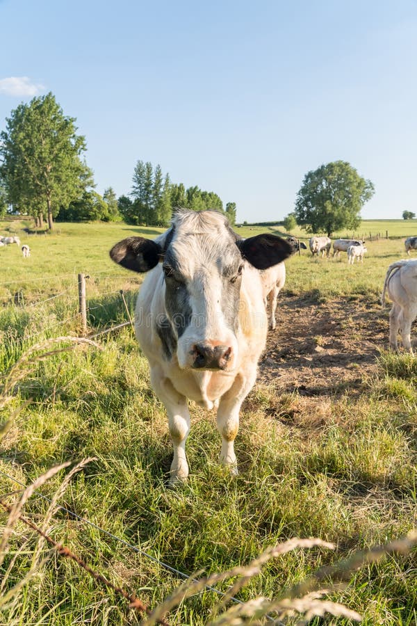 A lawn with cows stock image. Image of outdoors, green - 185110437