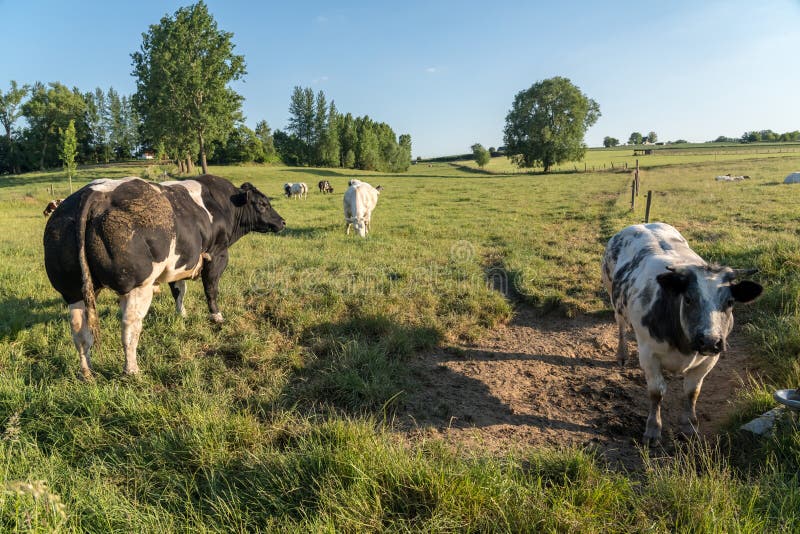 A lawn with cows stock image. Image of look, grass, funny - 185110457
