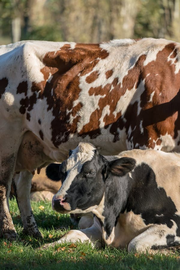A lawn with cows stock image. Image of head, look, summer - 203432649