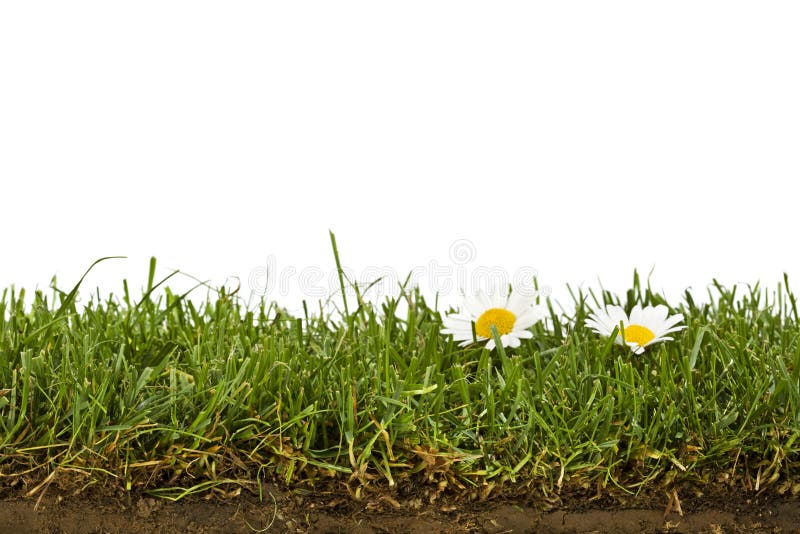 Lawn with Daisies and Soil Cross-section Isolated Stock Photo - Image ...