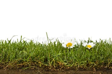 Lawn with Daisies and Soil Cross-section Isolated Stock Photo - Image ...