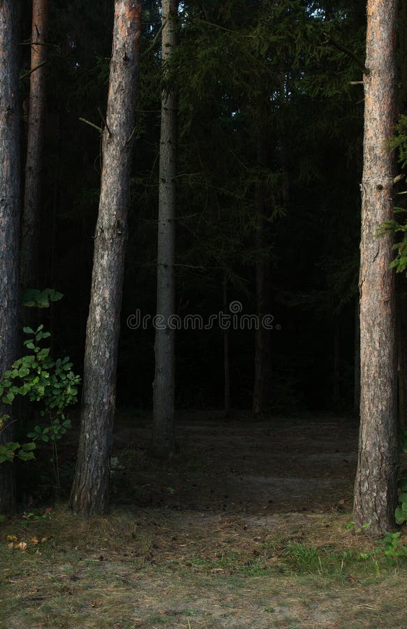 Forest frame stock image. Image of green, fairytale, beeches - 4547805