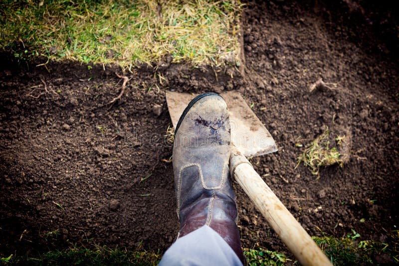 Man Using Spade for Old Lawn Digging, Gardening Concept Stock Photo ...