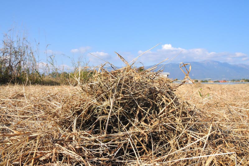 Lawn with Dry Hay To Drought Stock Photo - Image of farm, drought: 21712904