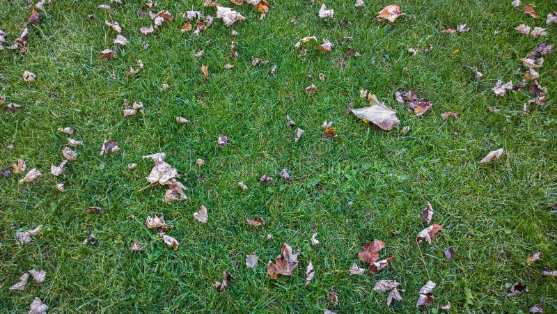 Lawn stock image. Image of tree, grass, sunset, suburbia - 46932937