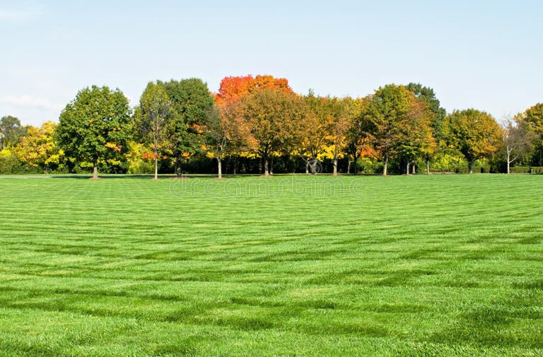 Lawn with Fall Trees stock image. Image of foliage, grass - 11393597