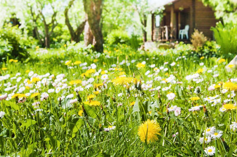 Lawn with flowers stock photo. Image of bloom, land, country - 25446074